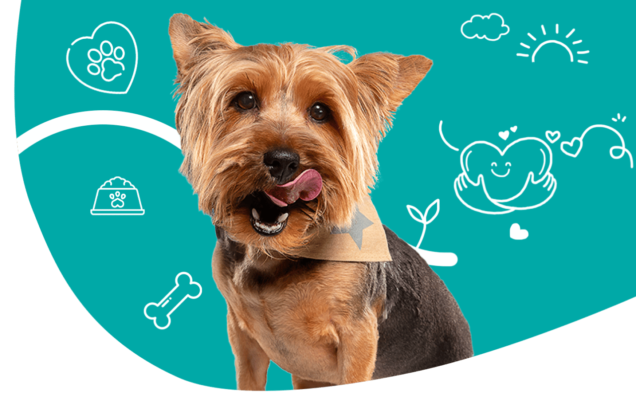 Plan Acero | veterokpc.com